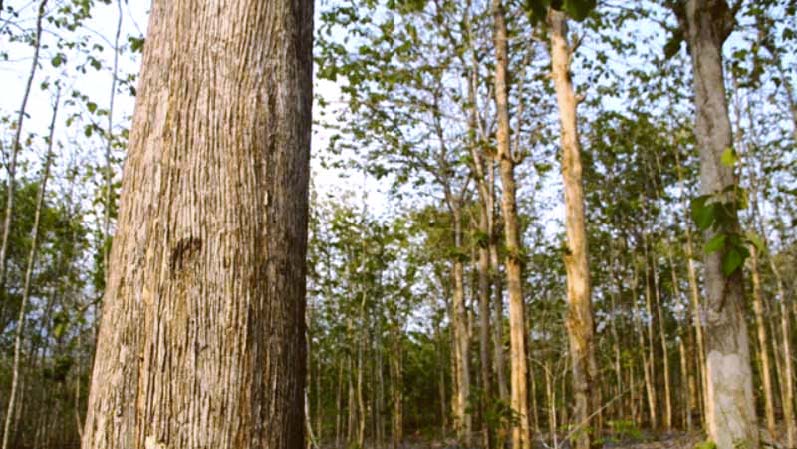 Tegakan jati – Rimba Indonesia